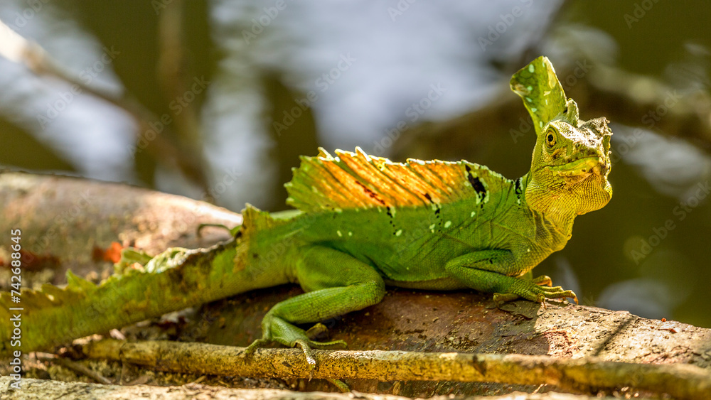 Jesus Christ lizard (Basiliscus plumifrons) on a branch, Cahuita ...