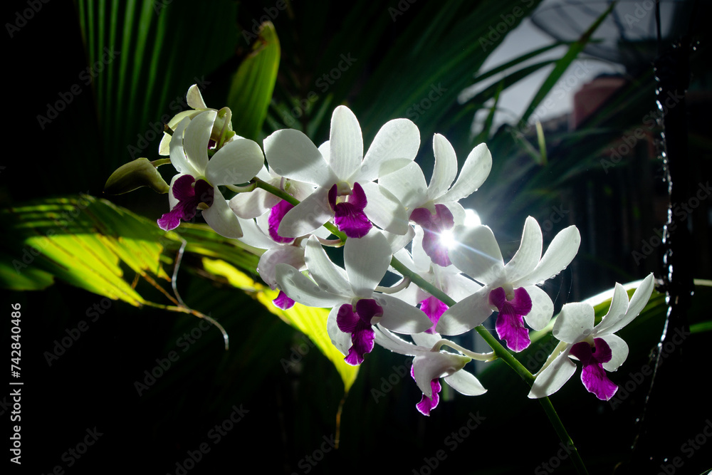 Distortion of purple and white orchid flowers caught in lighting from ...