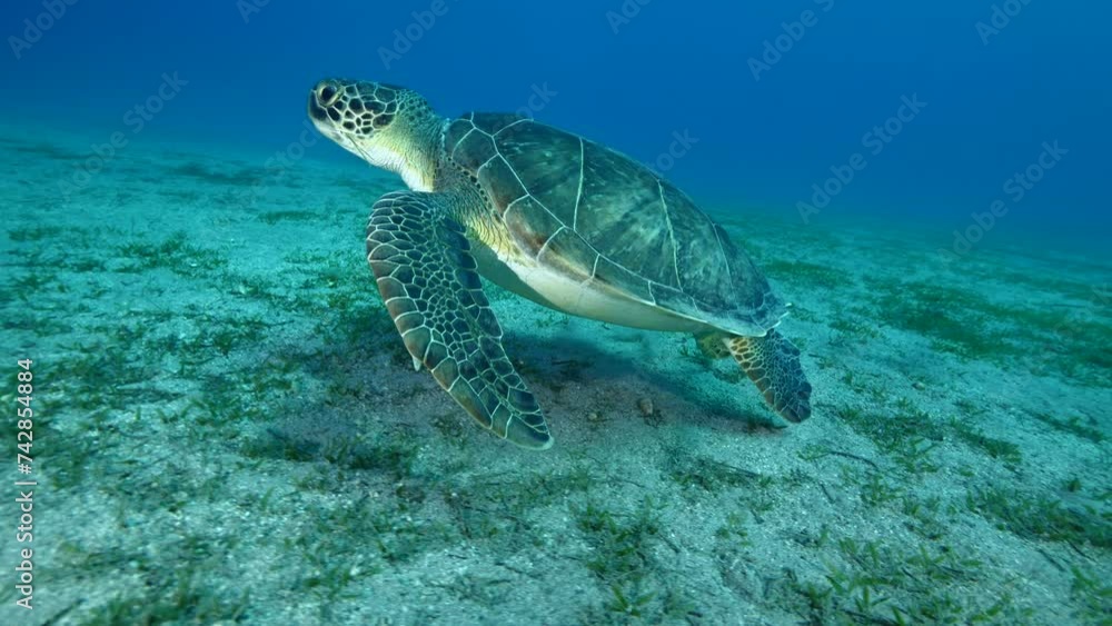 sea turtle underwater swim slow with sun beams and rays ocean scenery ...