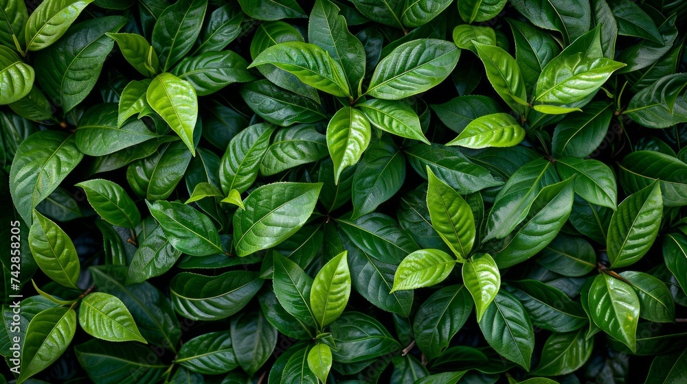 Illustration of tea leaves showing texture, richness and presence of ...