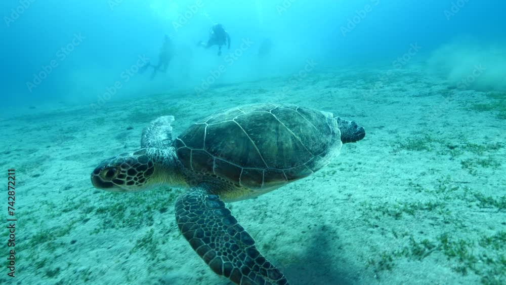 sea turtle underwater swim slow with sun beams and rays ocean scenery ...