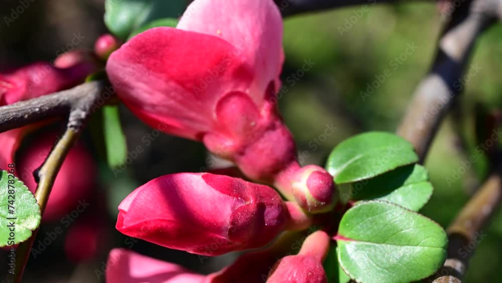 Pretty pink flowers of a Japanese quince Chaenomeles japonic, Flowering ...
