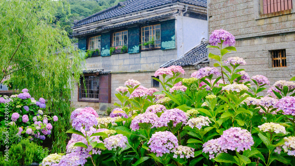 Hydrangeas and Weeping Willows along Historic Perry Road Stock Photo ...