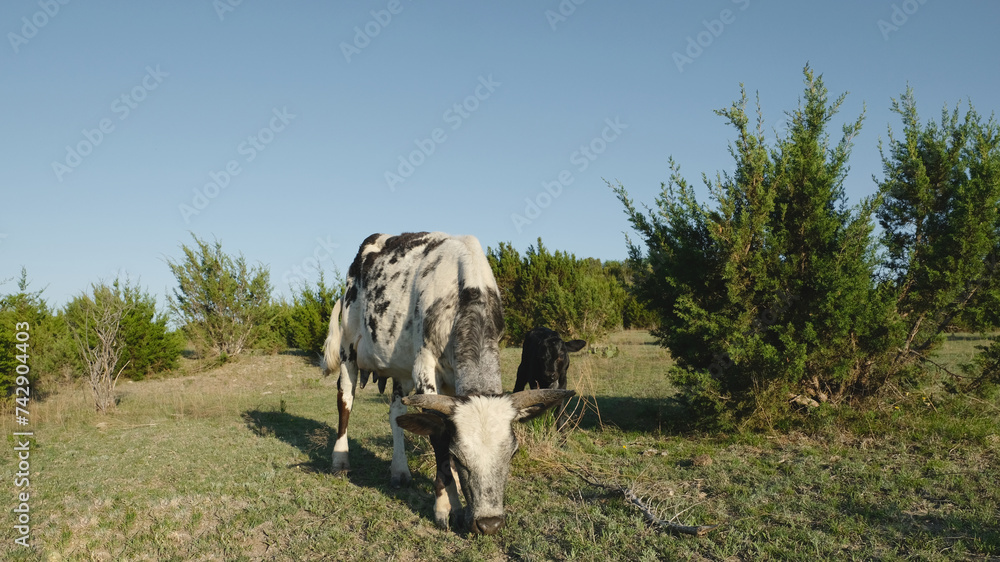 Hybrid vigor concept with spotted crossbred cow and calf grazing in ...