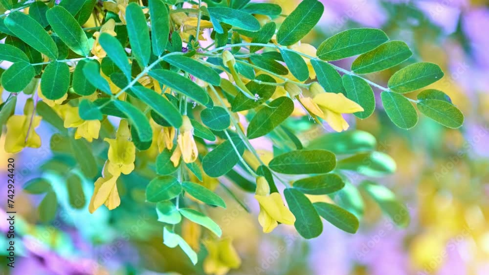 Caragana arboresen Pendula (arborescens), Siberian peashrub, Siberian ...