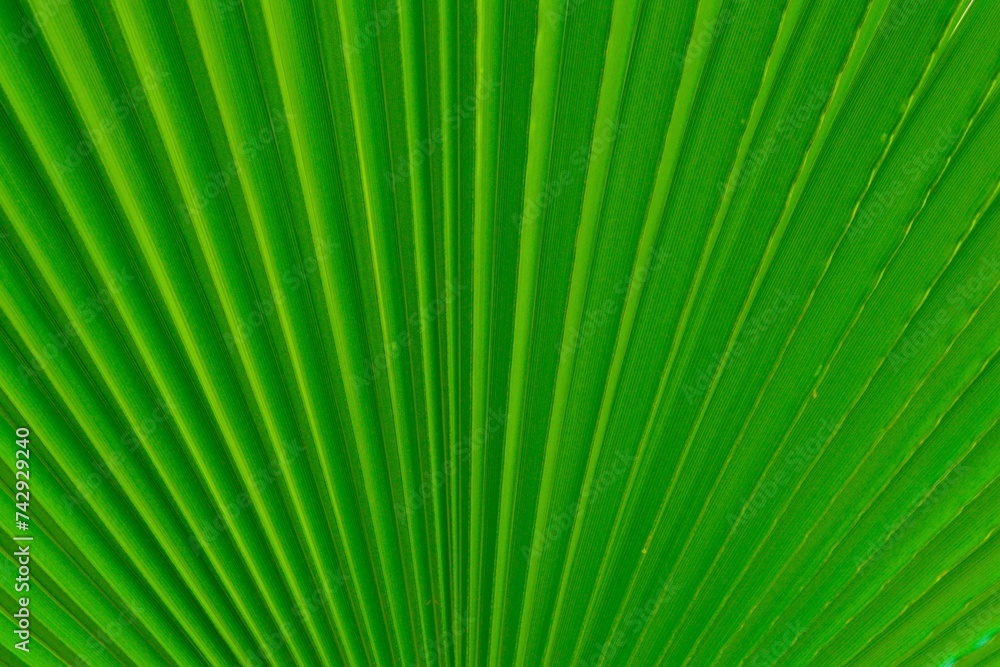 green palm leaf texture. natural green palm tree leaf texture close up ...