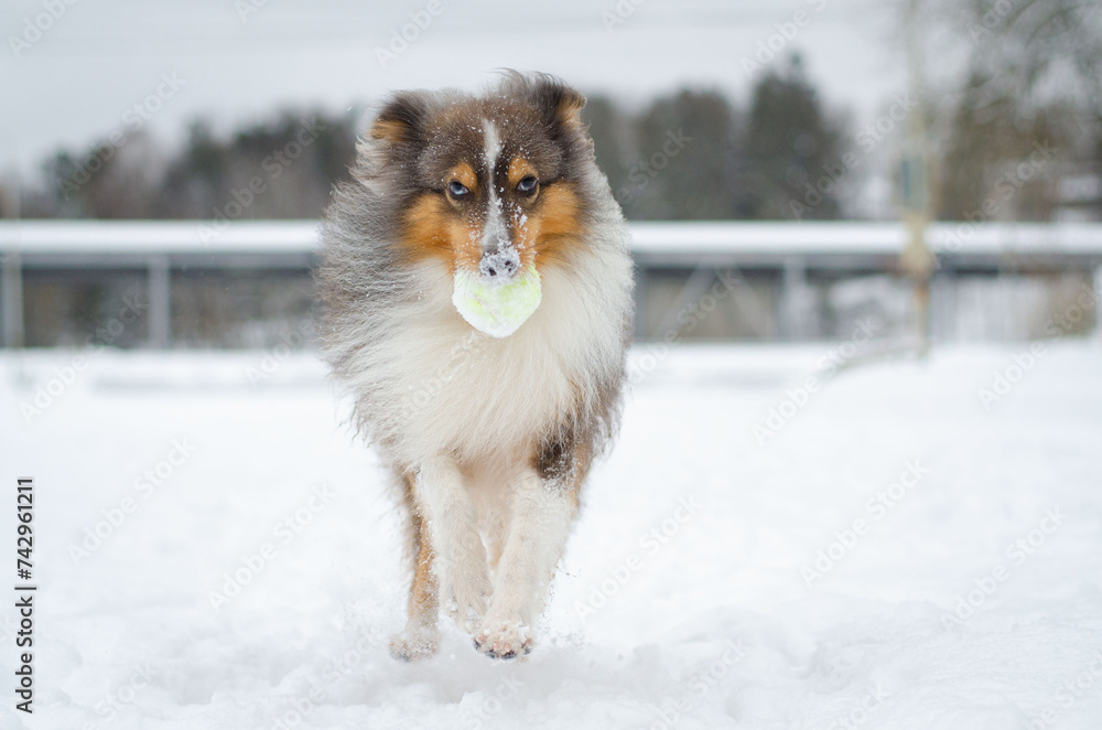 Cute grey brown tricolor dog sheltie in winter. Shetland sheepdog with ...