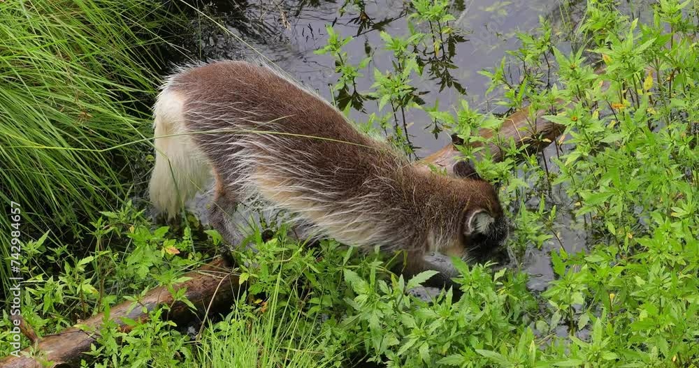 Arctic fox (Vulpes lagopus) also known as the white fox, polar fox, or ...