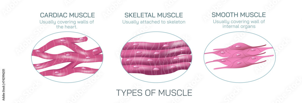 Vecteur Stock There are three types of muscle tissue that are cardiac ...