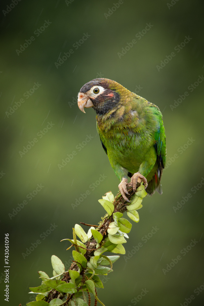 Medium-sized, rather chunky parrot of humid tropical lowlands. Found in ...