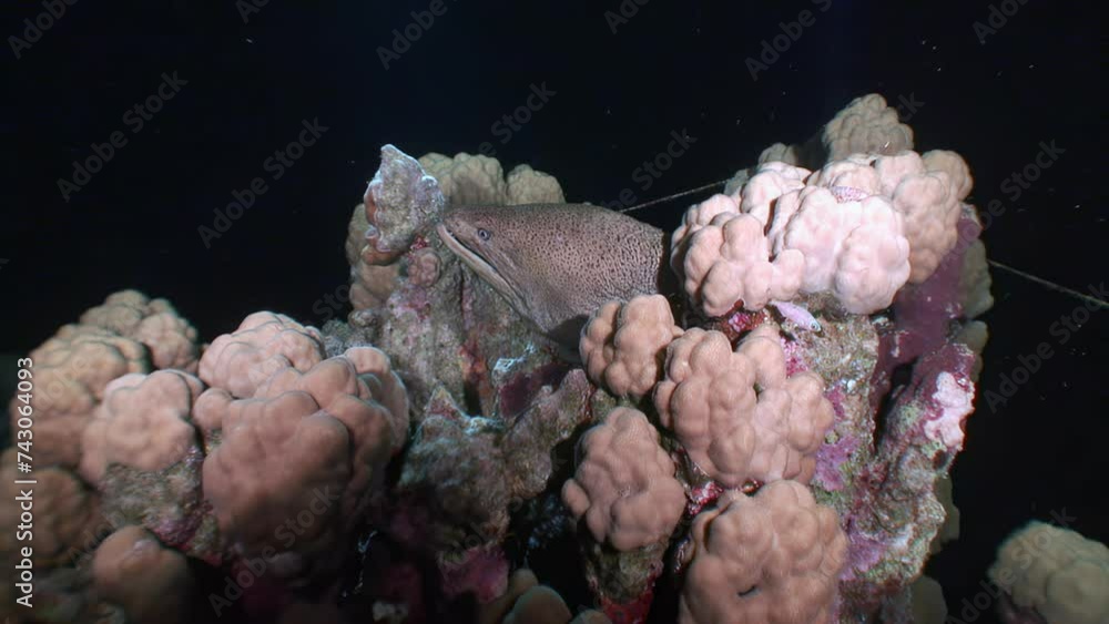 Impressive moray eel fascinates with its appearance. Moray eel cruising ...