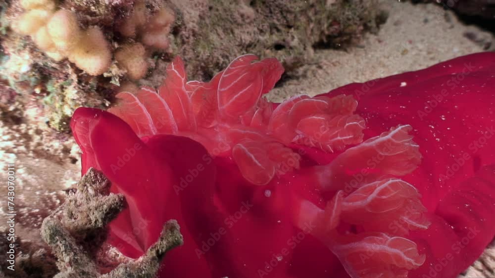 Close-up of dorid nudibranch spanish dancer Hexabranchus sanguineus ...
