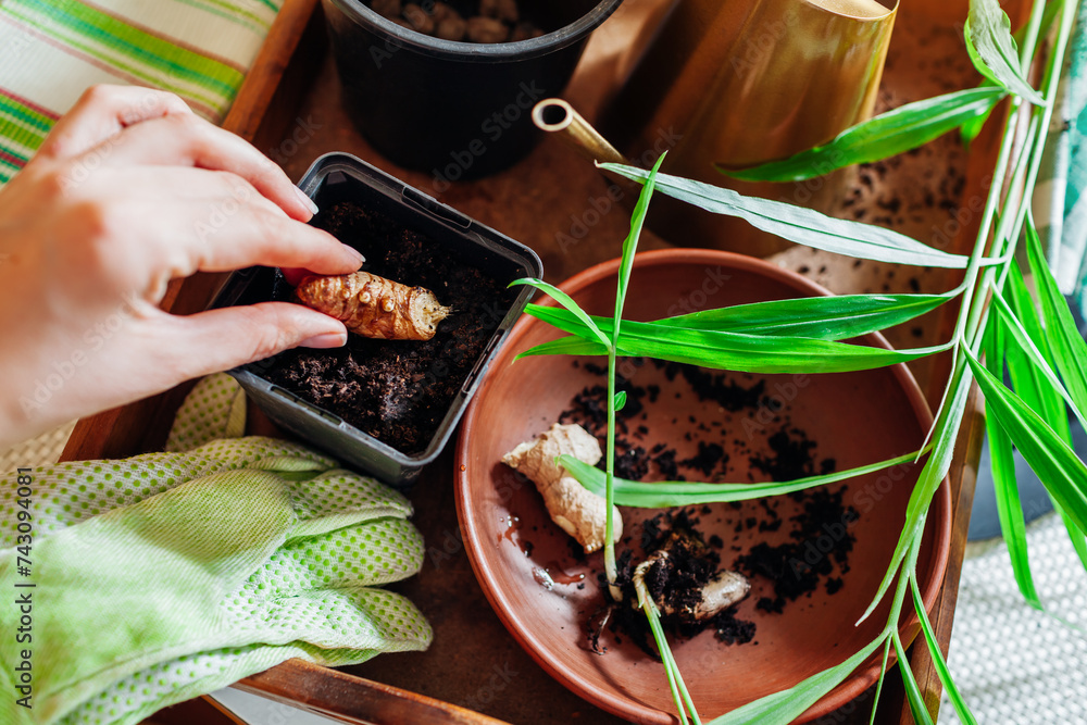 Ginger growing at home. Planting ginger root with swallen buds into pot ...