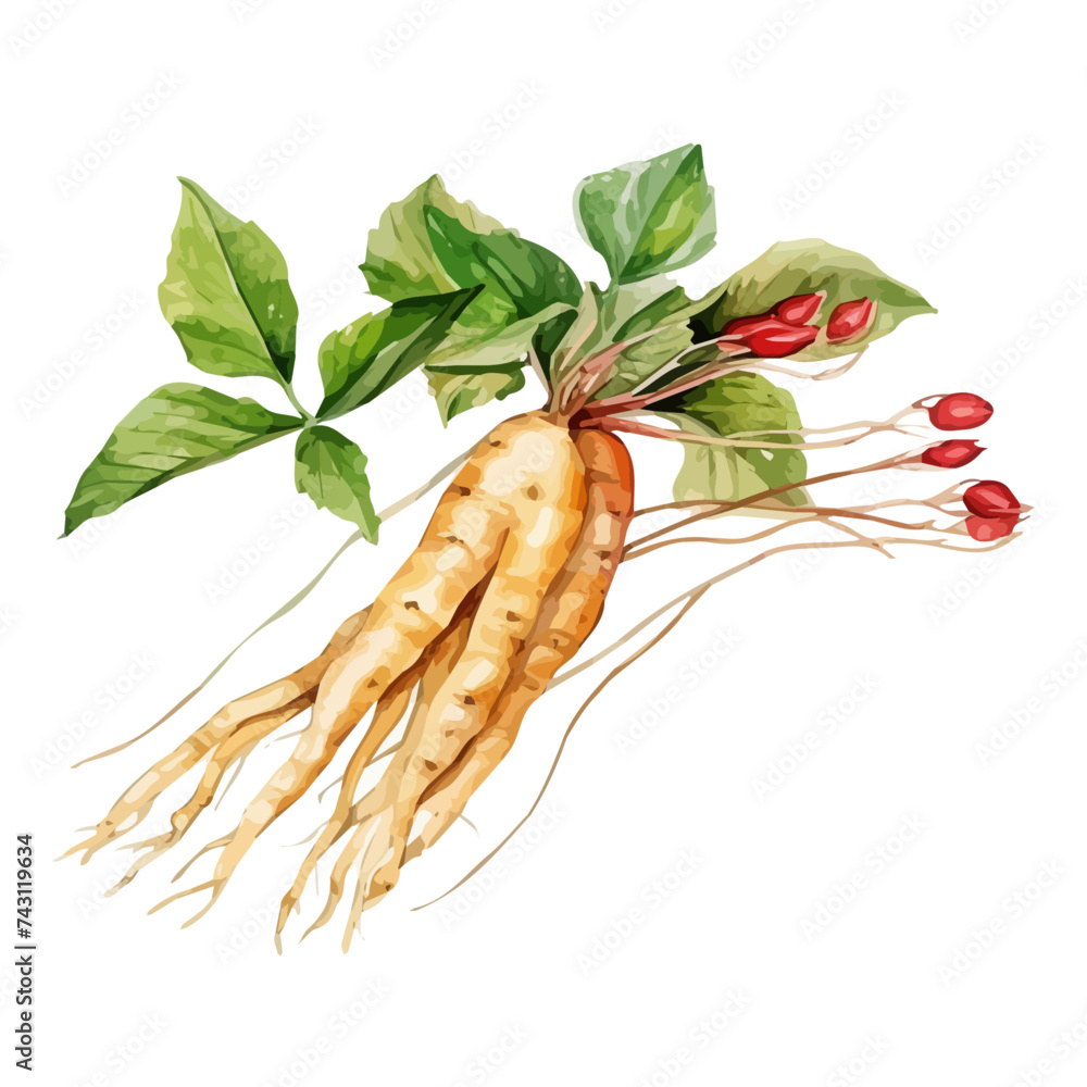 Watercolor vector a plant of ginseng (Panax), with leaves, roots and ...