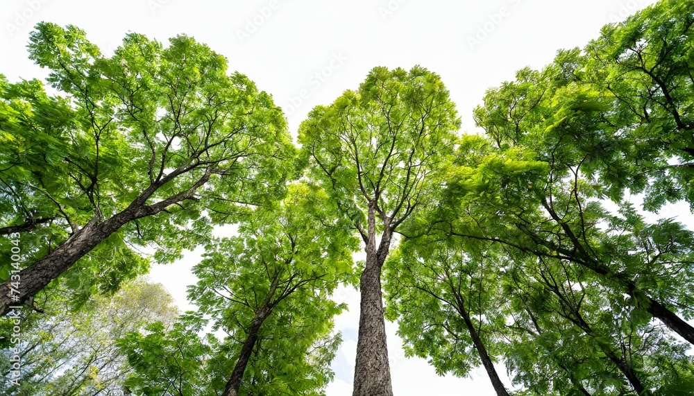 forest top view group of trees sycamore platanus maple street trees in ...
