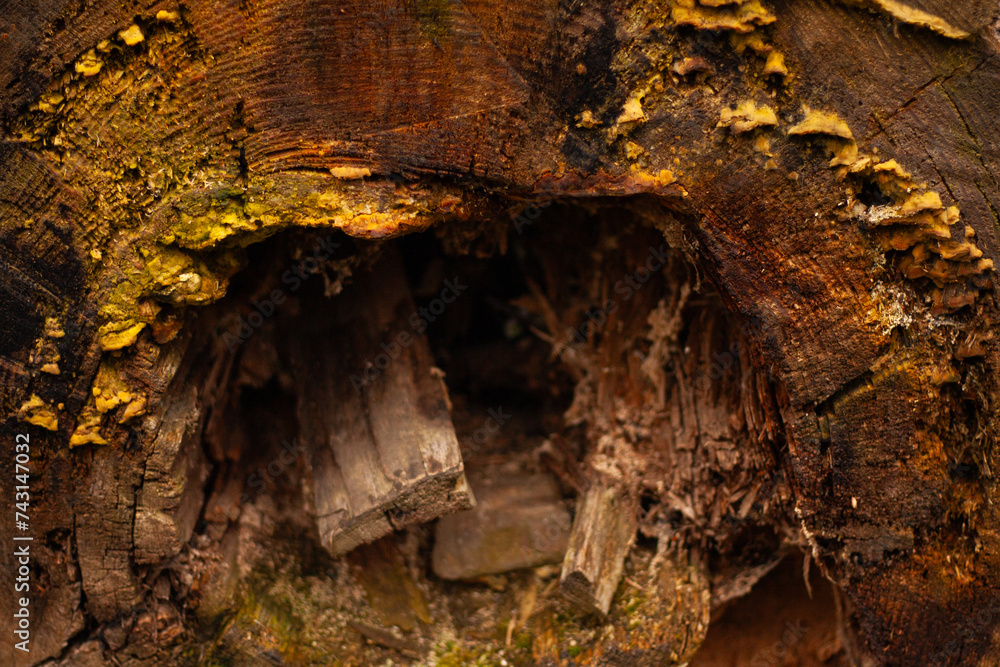 broken tree in fracture section with green moss Stock Photo | Adobe Stock