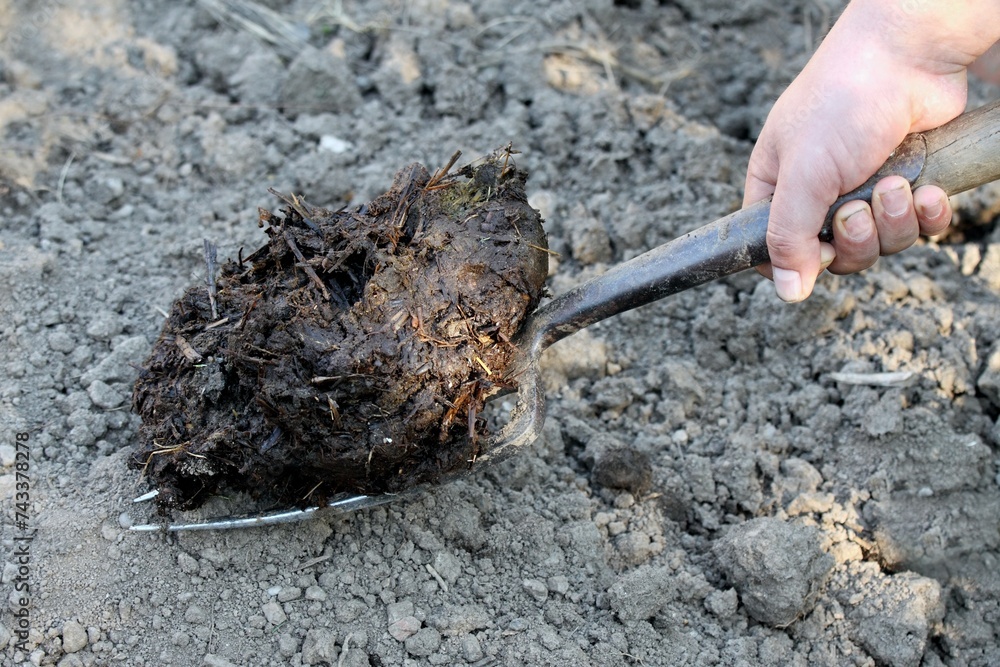 Composted rabbit manure on a garden fork for organic fertilization of ...