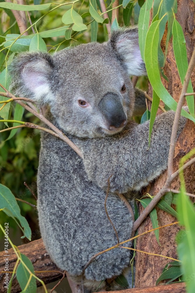 A koala perched in a eucalyptus tree, Australia: A quintessential ...