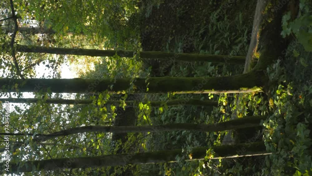 Tulip Tree In Sunny Summer Day. These Trees Are Widely Known By Common ...