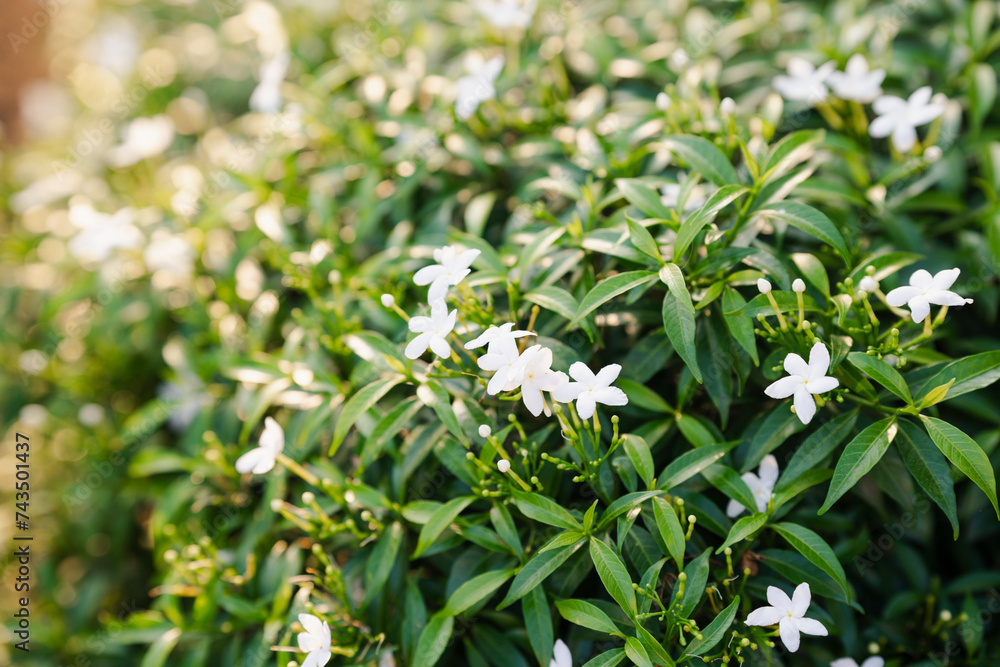 White Pinwheel Jasmine is commonly grown for use as an ornamental plant ...