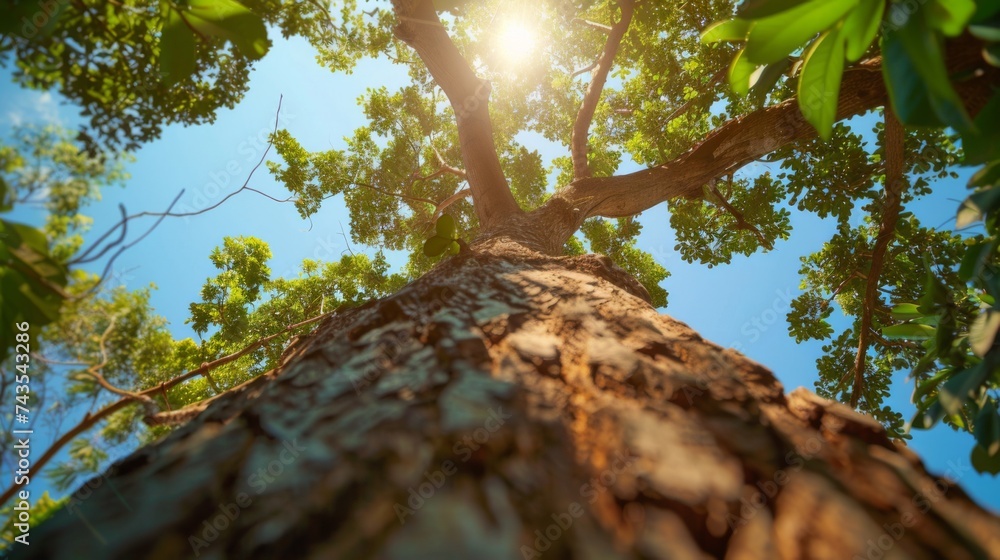 Tree view from below. Closeup tree trunk with bark and branches with ...