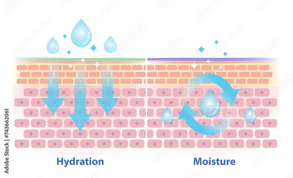 The differences between hydration and moisture vector illustration ...