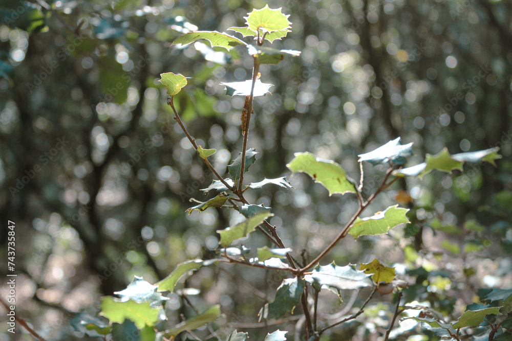 Close-up shot of leaves of .Quercus coccifera, the kermes oak, an oak ...