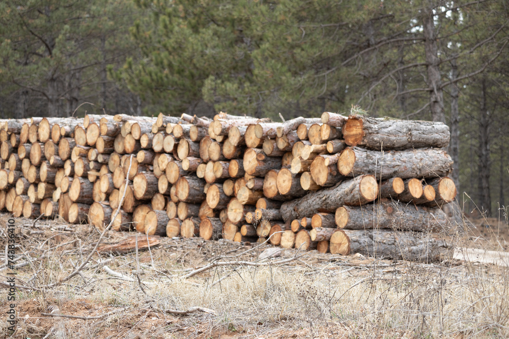 crocus flower, wood, forest, tree, log, timber, lumber, stack, pile ...