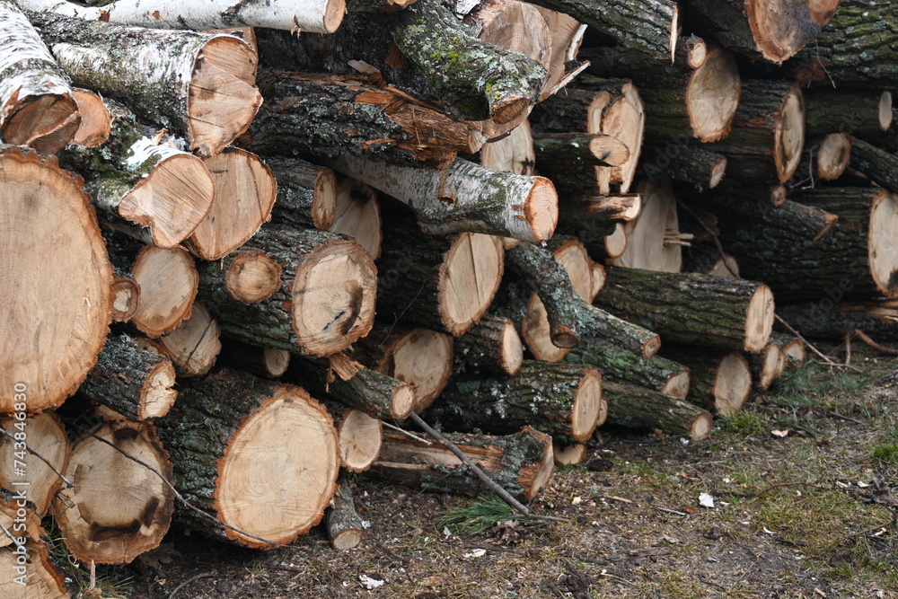 cut tree trunks as a backdrop, spring pruning of trees, cut tree trunks ...