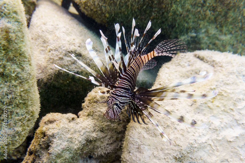 Lionfish (Pterois mombasae). Scorpaenidae - beautiful and dangerous sea ...