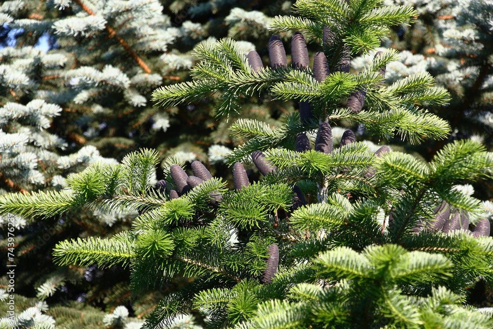 Solar summer evening. On branches of a young fir with green needles ...