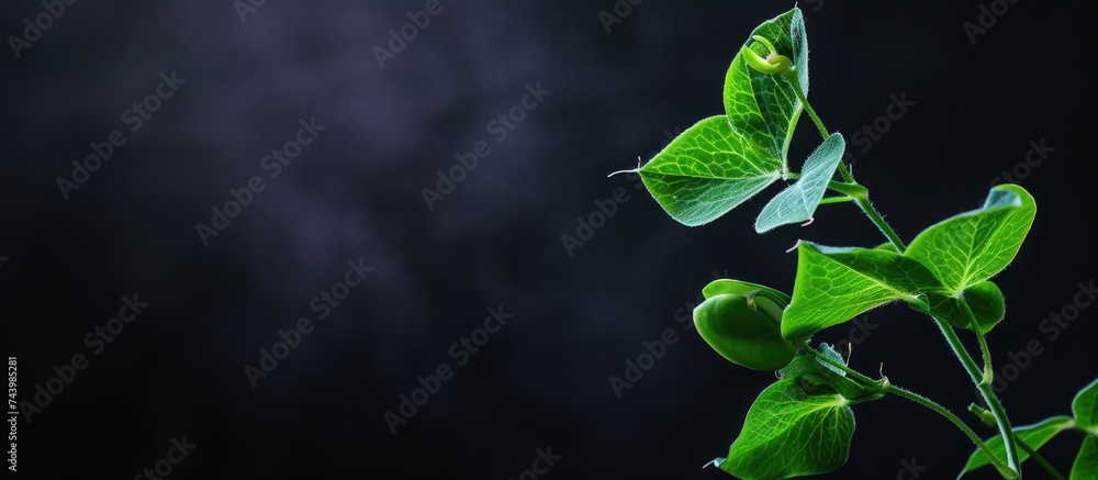 Mendel garden pea plant experiment Monohybrid cross illustration. with ...