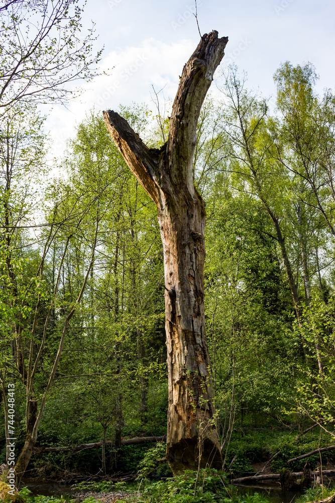 A completely dried trunk of an old large tree sticking out in the ...