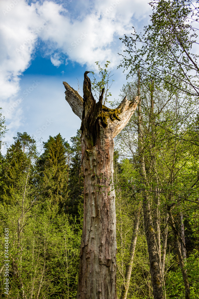 A completely dried trunk of an old large tree sticking out in the ...