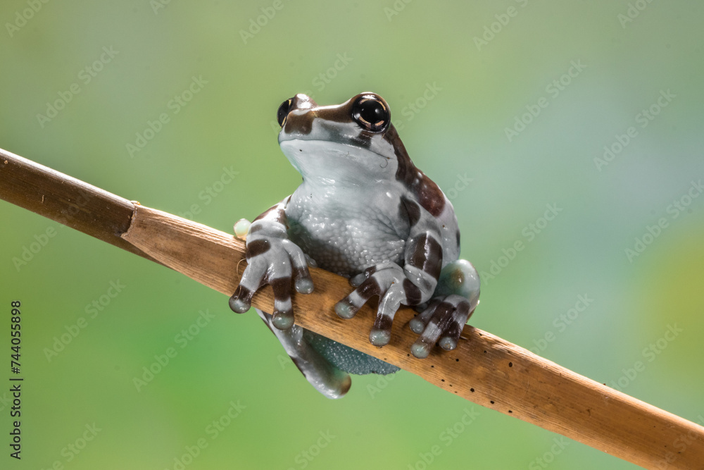 The Mission golden-eyed tree frog or Amazon milk frog (Trachycephalus ...