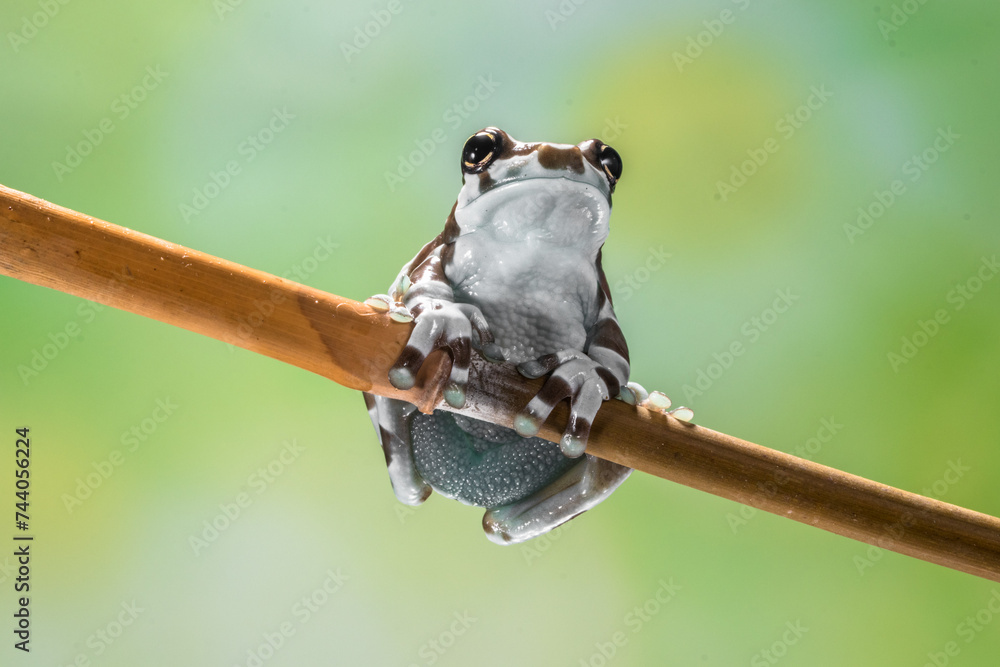 The Mission golden-eyed tree frog or Amazon milk frog (Trachycephalus ...