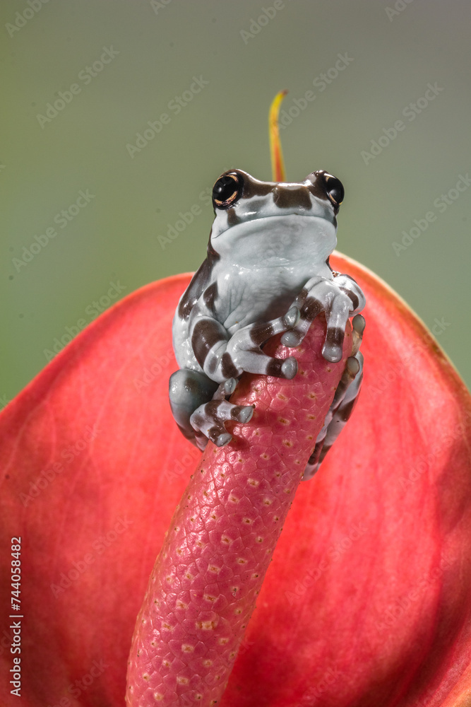 The Mission golden-eyed tree frog or Amazon milk frog (Trachycephalus ...