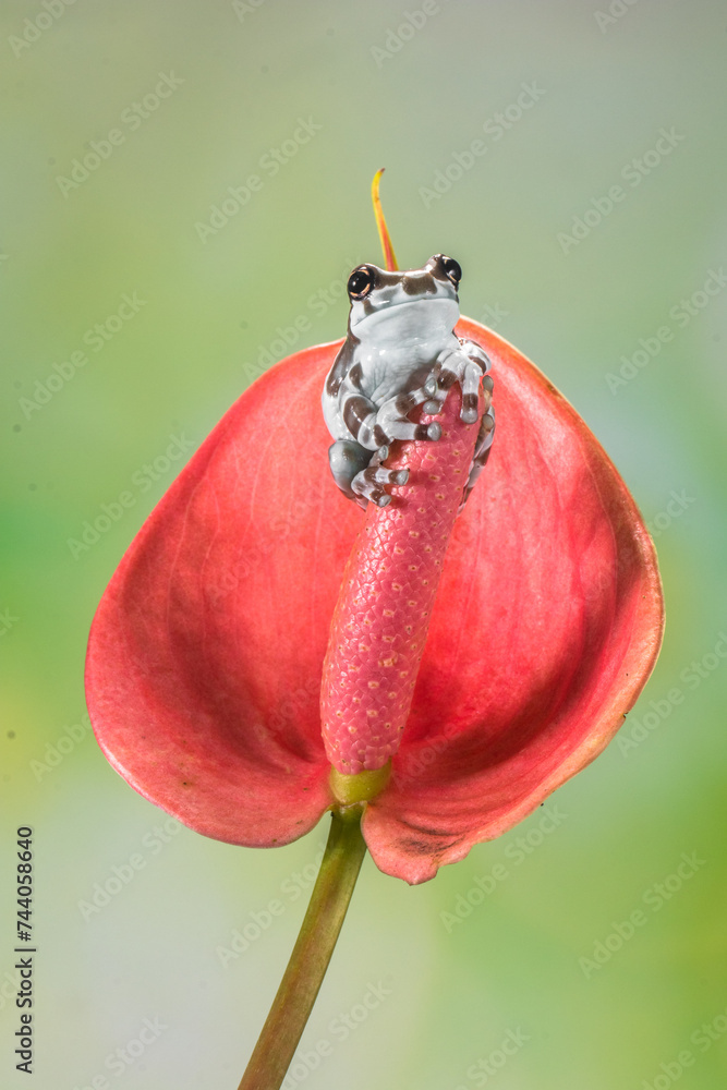 The Mission golden-eyed tree frog or Amazon milk frog (Trachycephalus ...