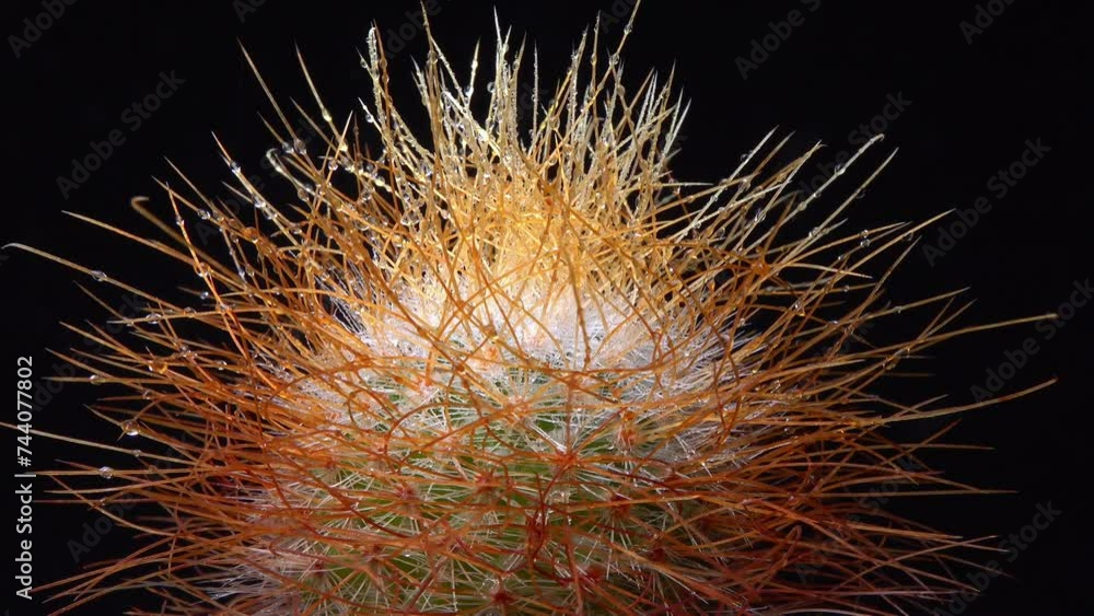 Mammillaria parkinsonii - spiny cactus with long spines in botanical ...