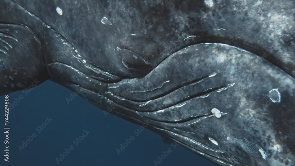 Closeup of Humpback whale eye and mouth line ridges with sunlight ...