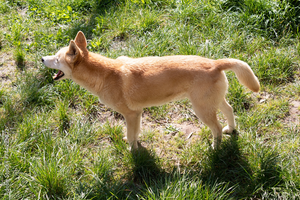 Dingos are a dog-like wolf. They have a long muzzle, erect ears and ...