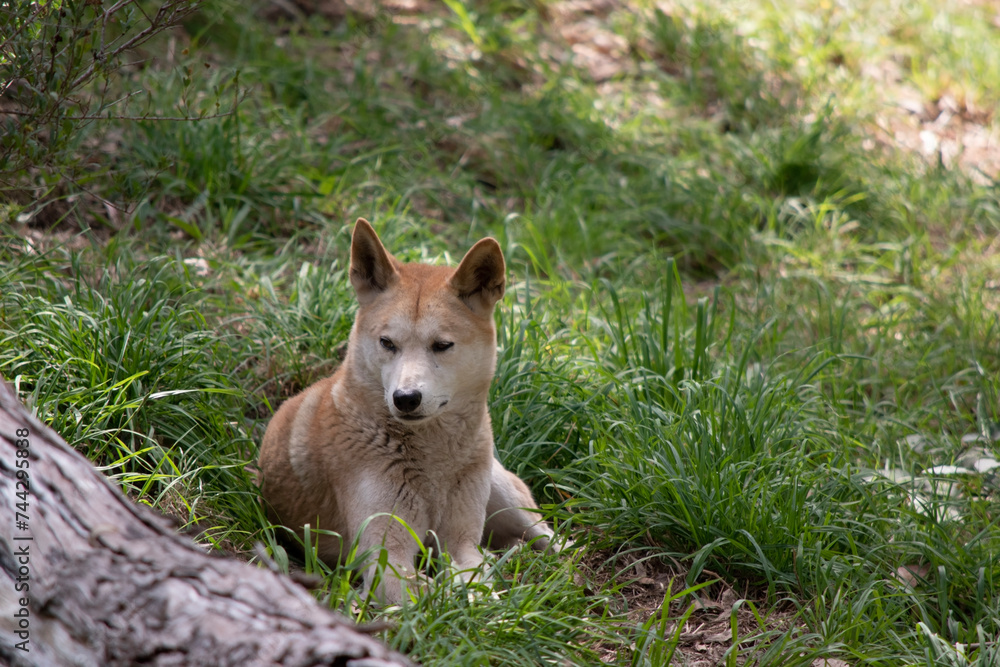 Dingos are a dog-like wolf. They have a long muzzle, erect ears and ...
