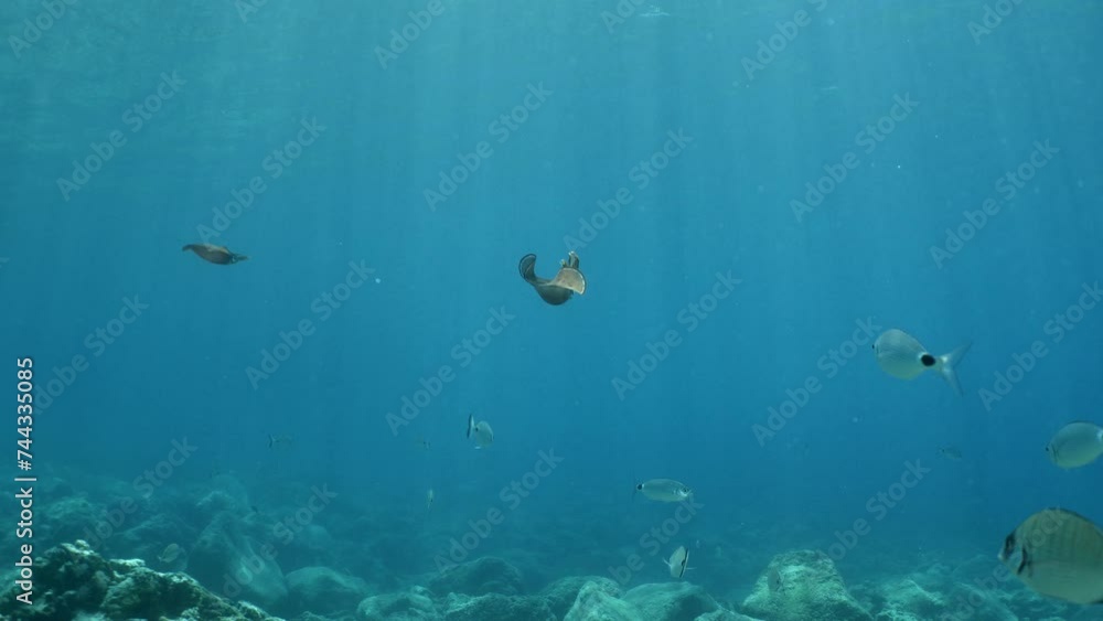 underwater calamari swimming underwater close and slow ocean scenery ...