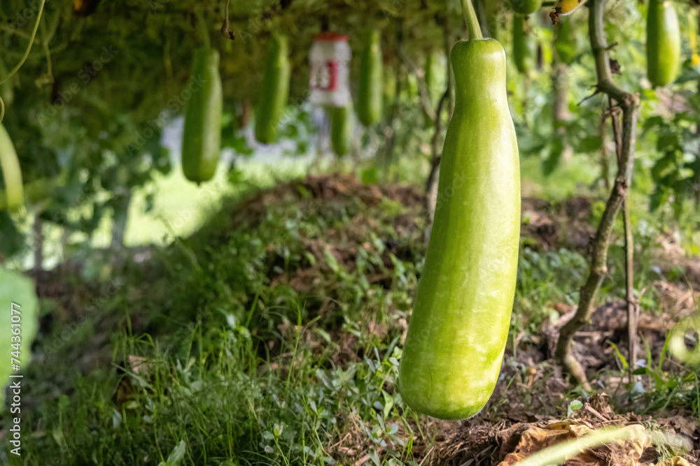 Fresh green vegetable gourd hanging on the garden tree. Asian organic ...