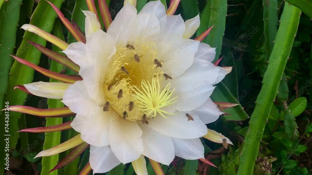 Close up hand Farmers use scissors harvest ripe red dragon fruit in an ...