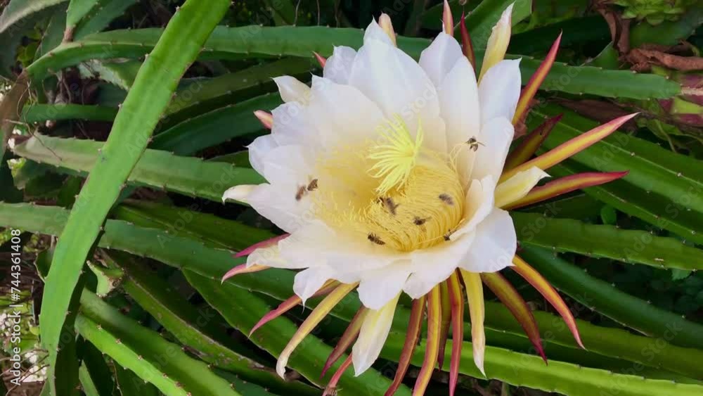 Close up hand Farmers use scissors harvest ripe red dragon fruit in an ...