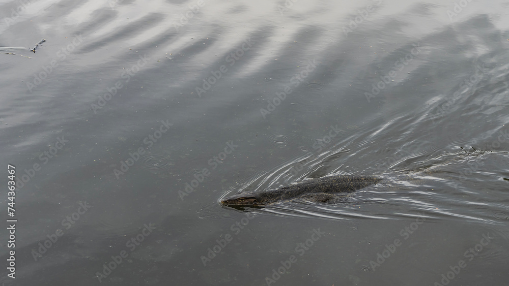 A monitor lizard is swimming in a pond. The waves radiate from the ...