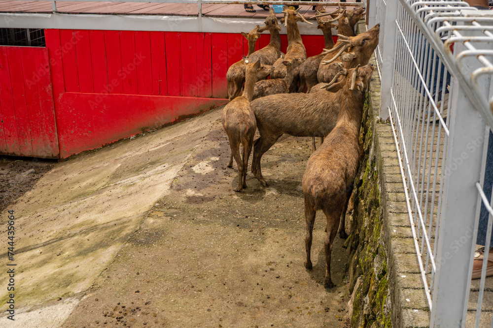 Mini zoo leisure activity feeding deer Cervidae on the garden park. The ...