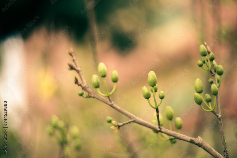 Ochna integerrima, popularly called yellow mai flower. In Cambodia ...