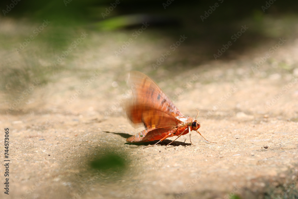 Selective focus. Beautiful orange color Moth. Look at the beauty of ...